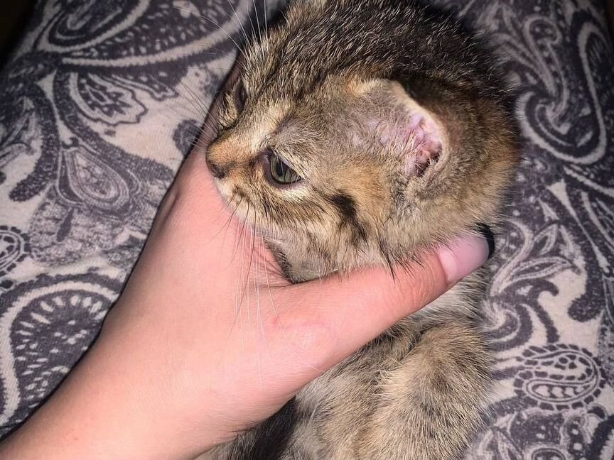 Отдам в добрые руки очаровательного котенка