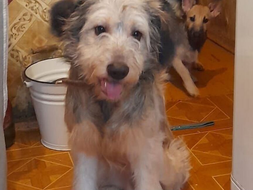 Собака Жорик в самые долгие руки