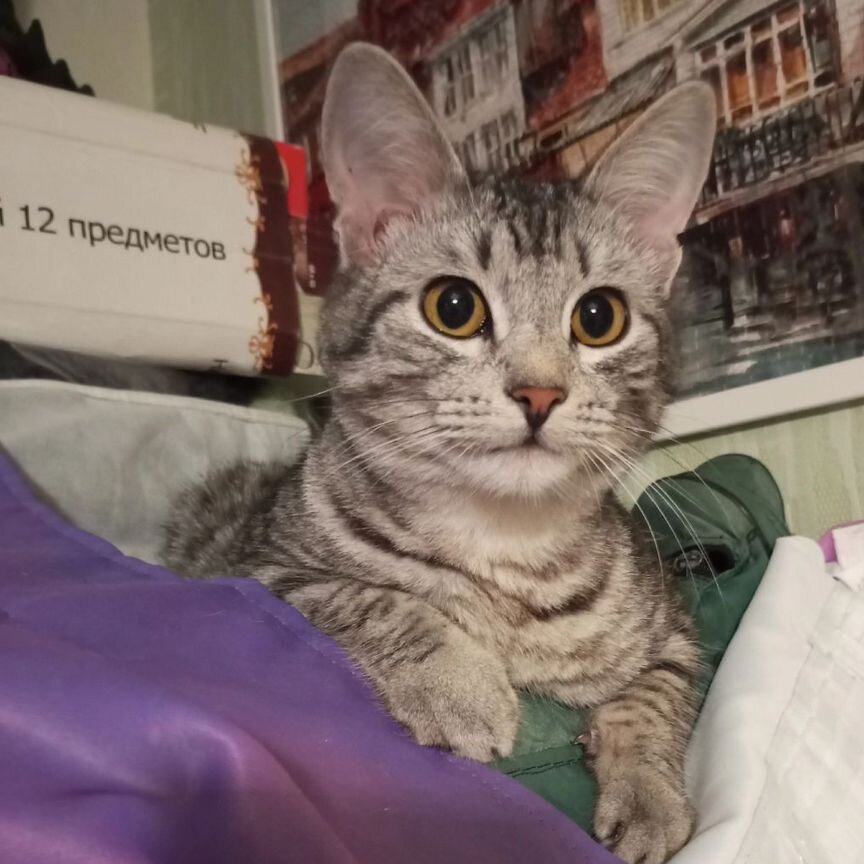 Потерялся котик