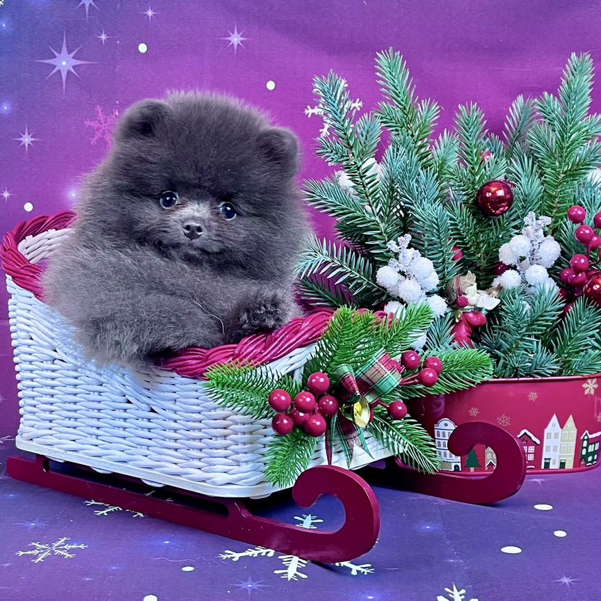 Померанский шпиц, щенок