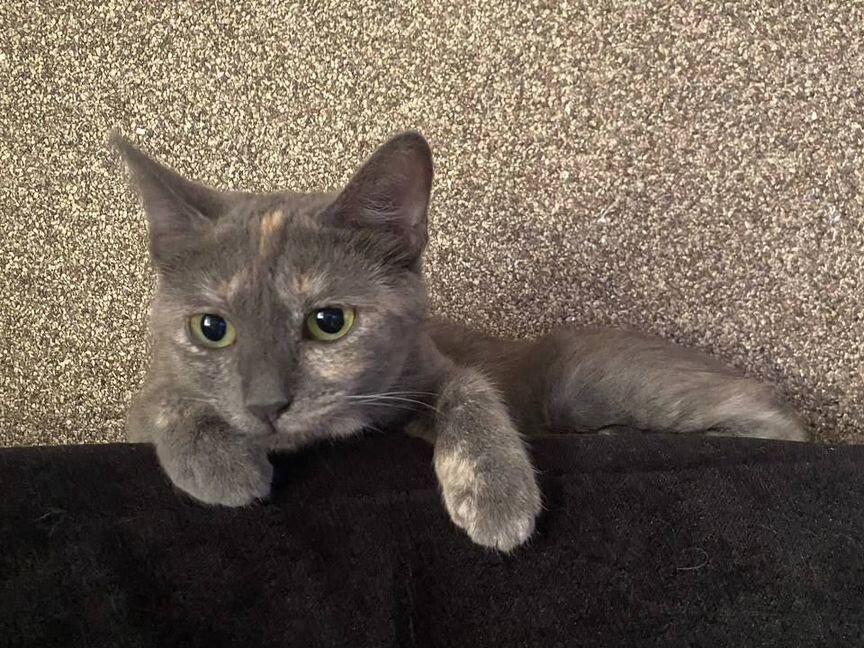 Котенок милашечка привитая