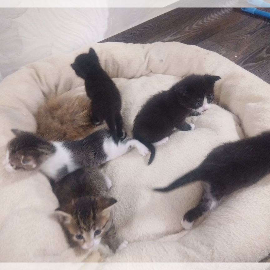 Ориентальный котёнок