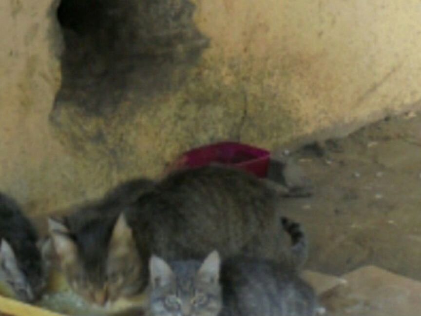 Кошечка и котята ищут дом