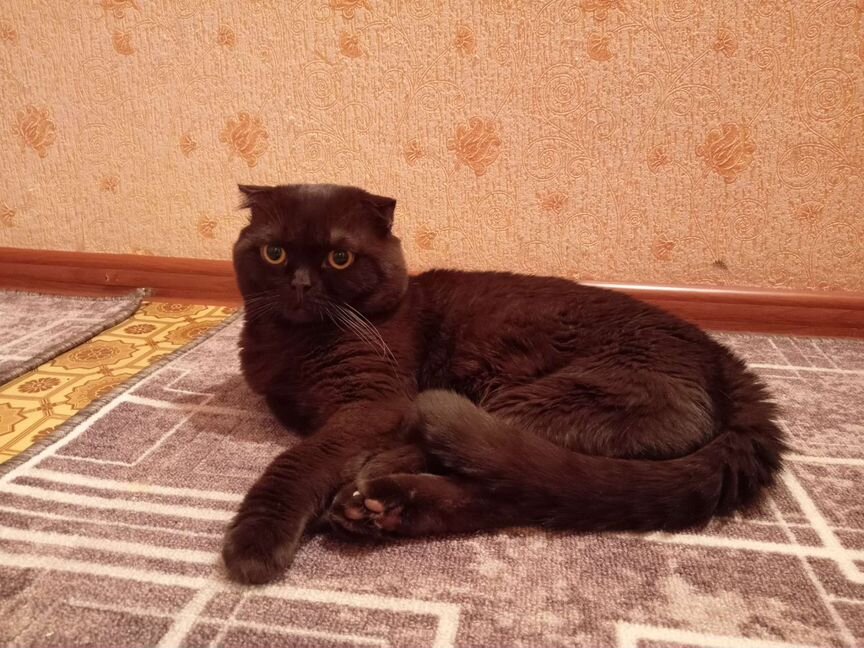 Вязка шотландского кота