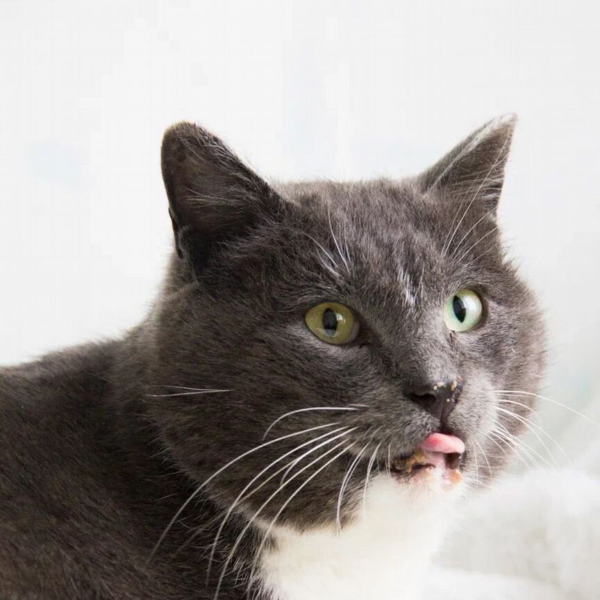 Котик ищет любящую семью