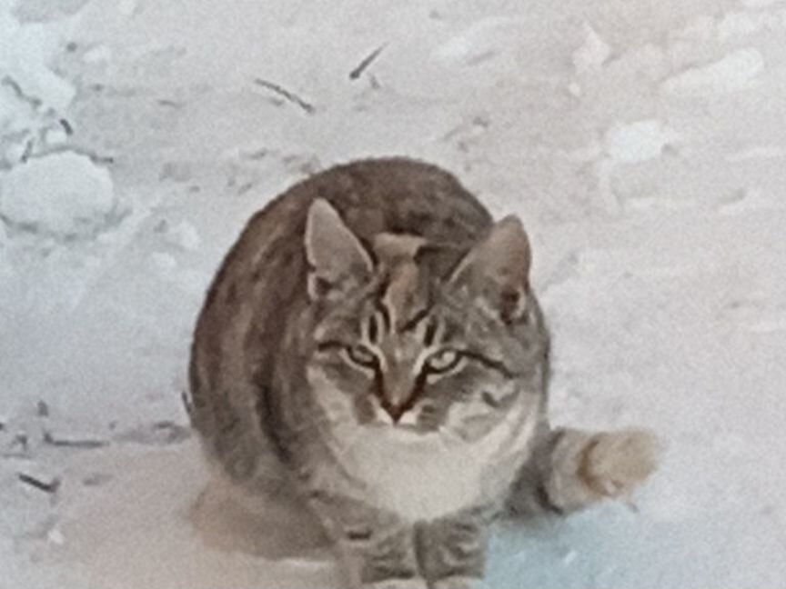 Котята от Бенгальской кошечки