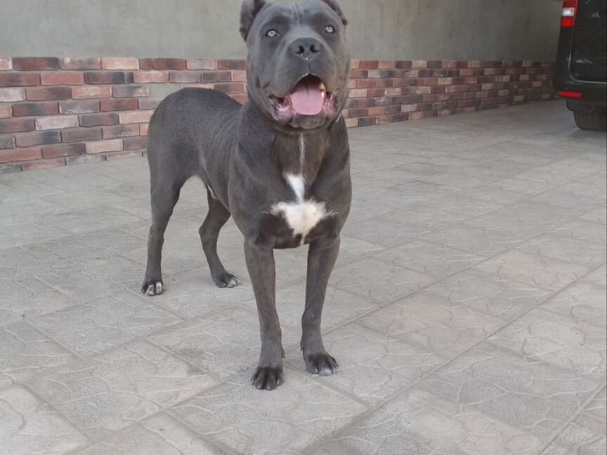 Кобель вязка кане корсо