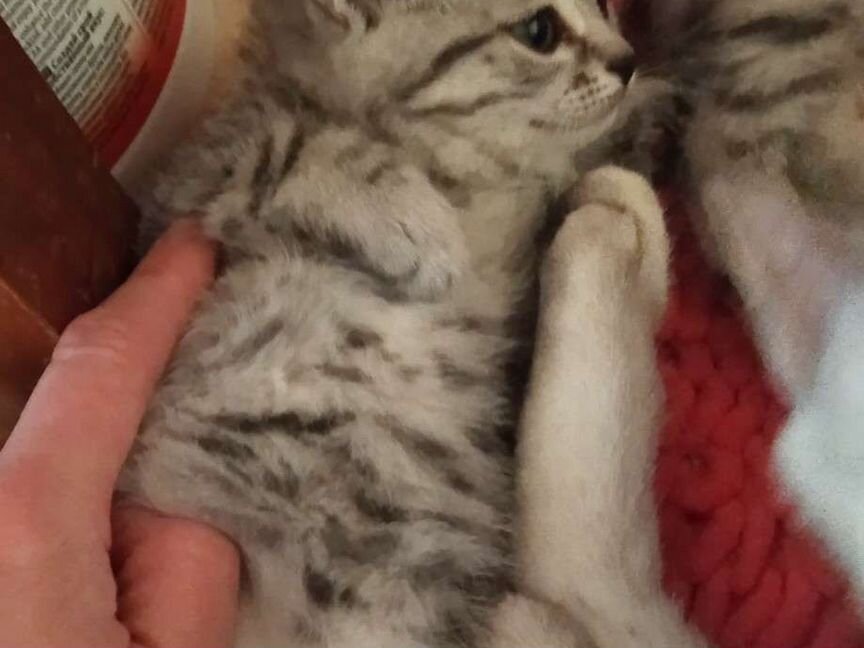 Котёнок серебристый девочка