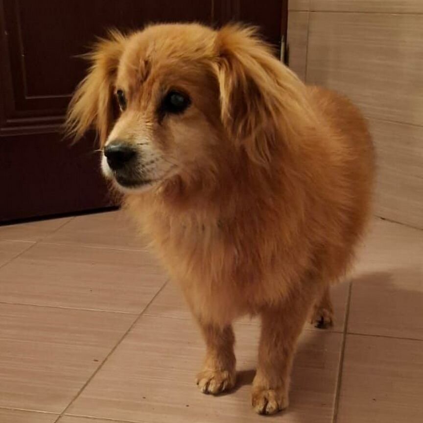 Взрослый пёс в добрые руки