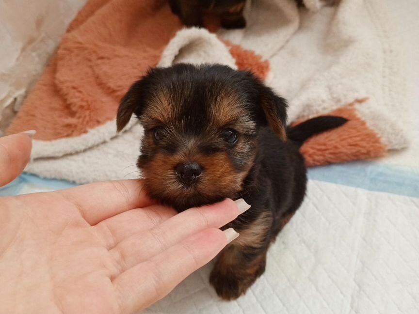 Йоркширский терьер