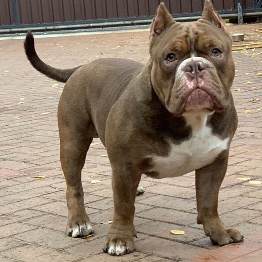 Американский булли. Шикарный парень