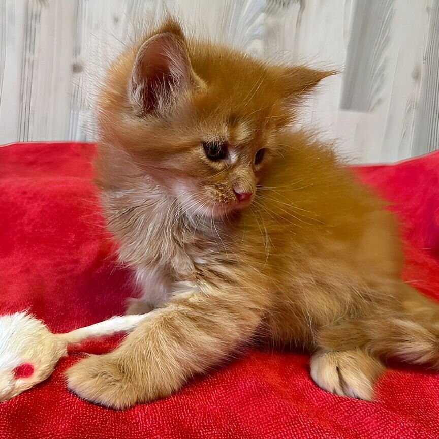 Очаровательные котята мейн-кун
