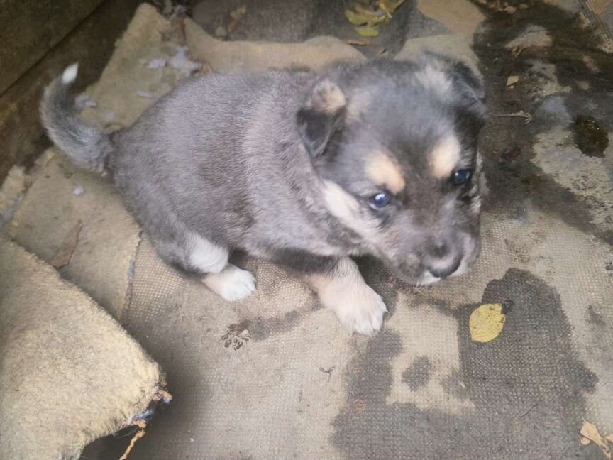 Щенок в добрые руки