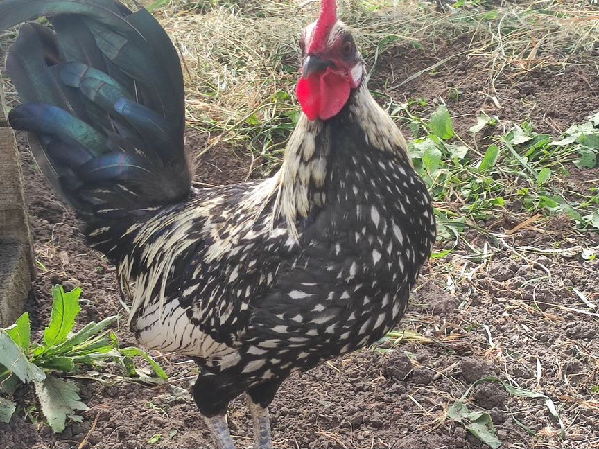 Петухи помесные феникс и Сибрайт