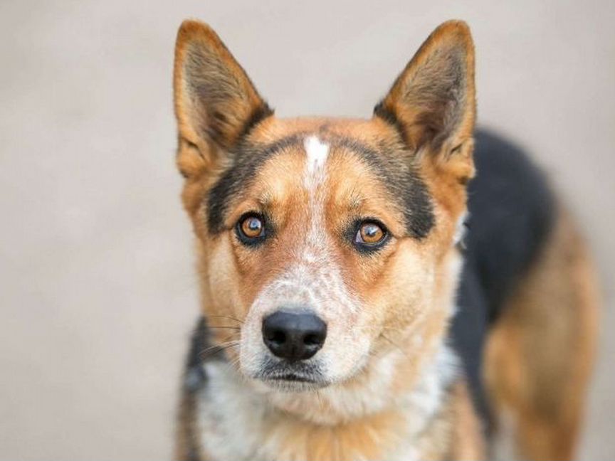 Арчик ищет дом