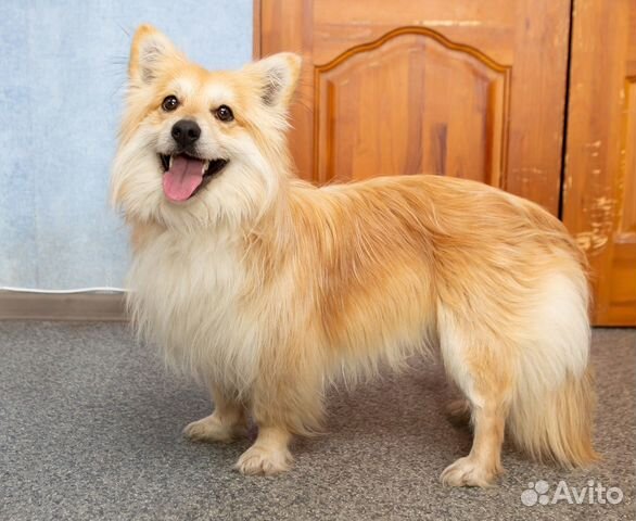 Классный Коржик в поисках своей семьи