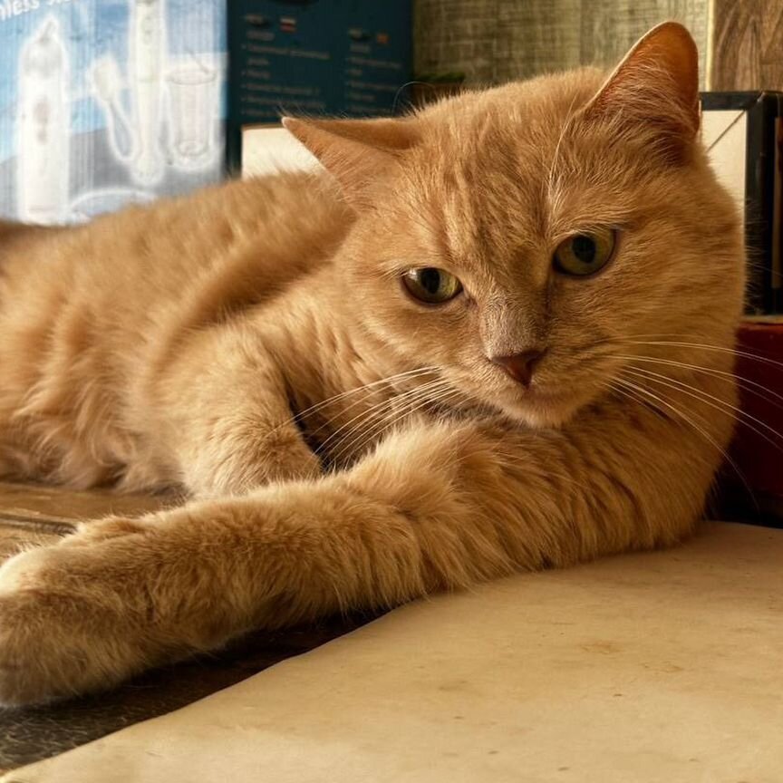 Взрослая, кошка в добрые руки