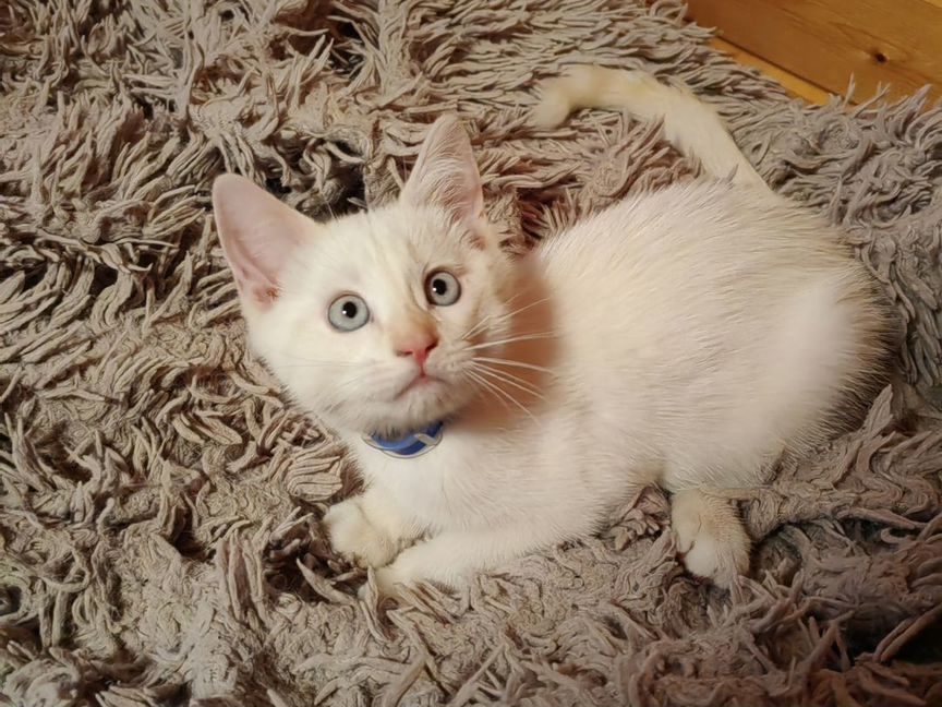Котёнок в добрые руки