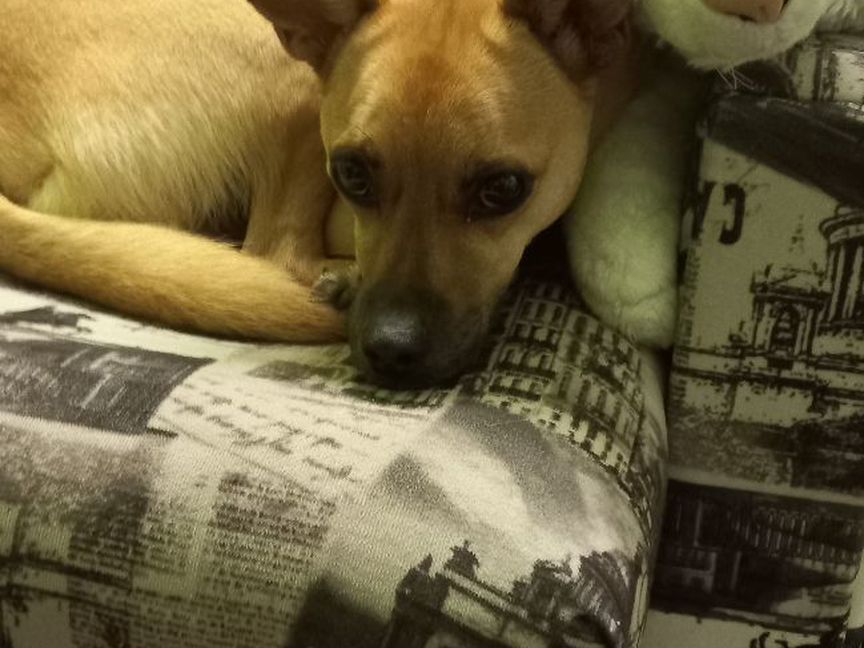 Собака в добрые руки отдам бесплатно