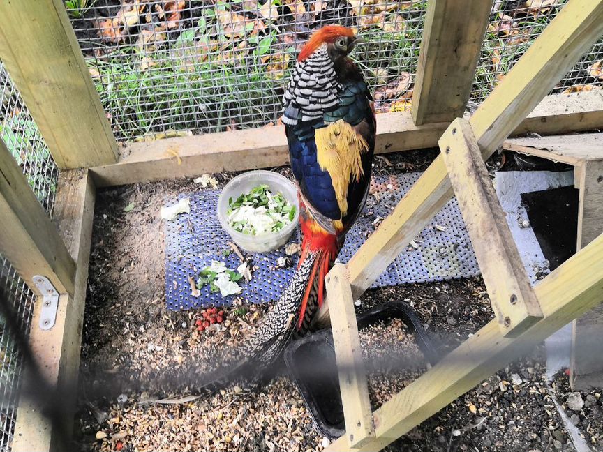 Золотой фазан