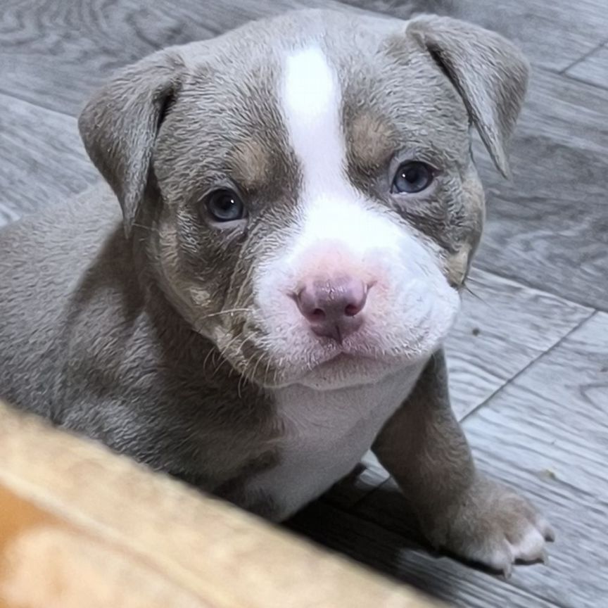 Американский булли, щенок