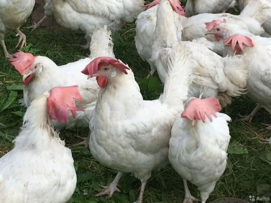 Куры леггорн