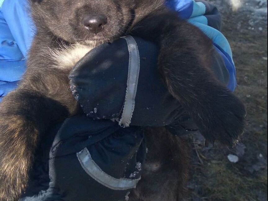 Собака
