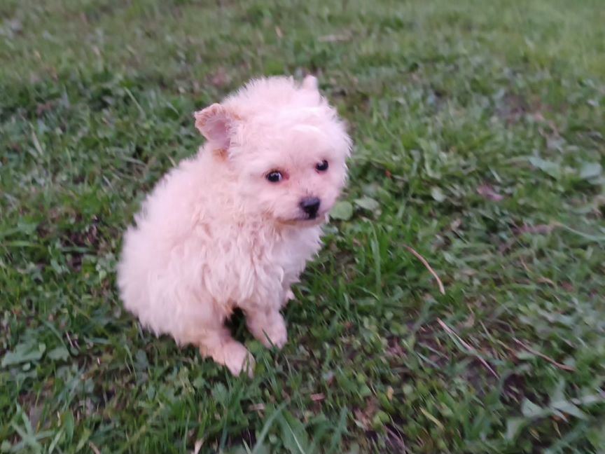 Помапу мальчик