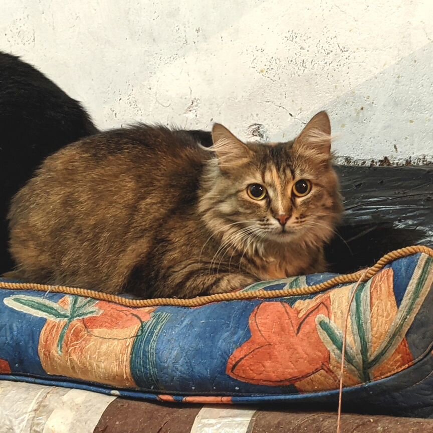 Кошка экстренно ищет дом