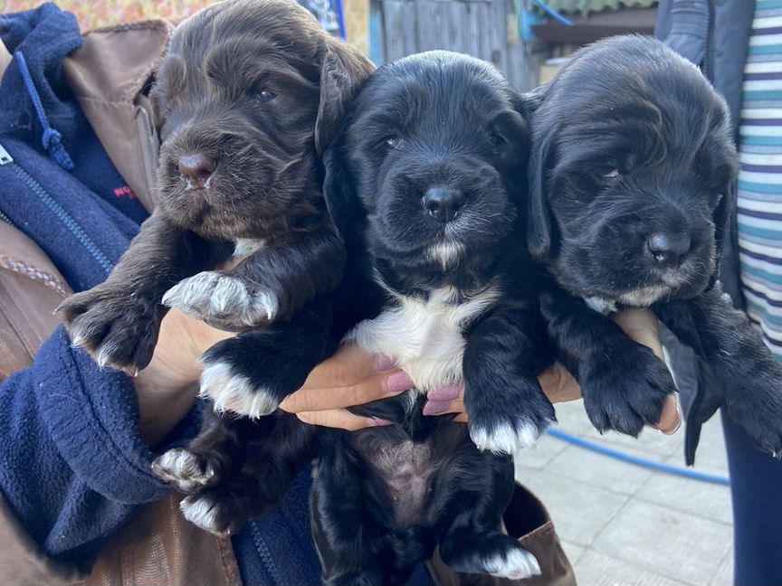 Русский охотничий спаниель щенки