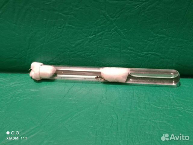 Муравьи вида Lasius niger