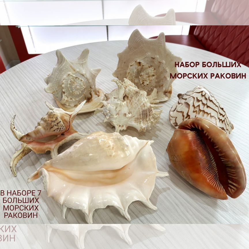Раковины морские большие Набор 7 штук