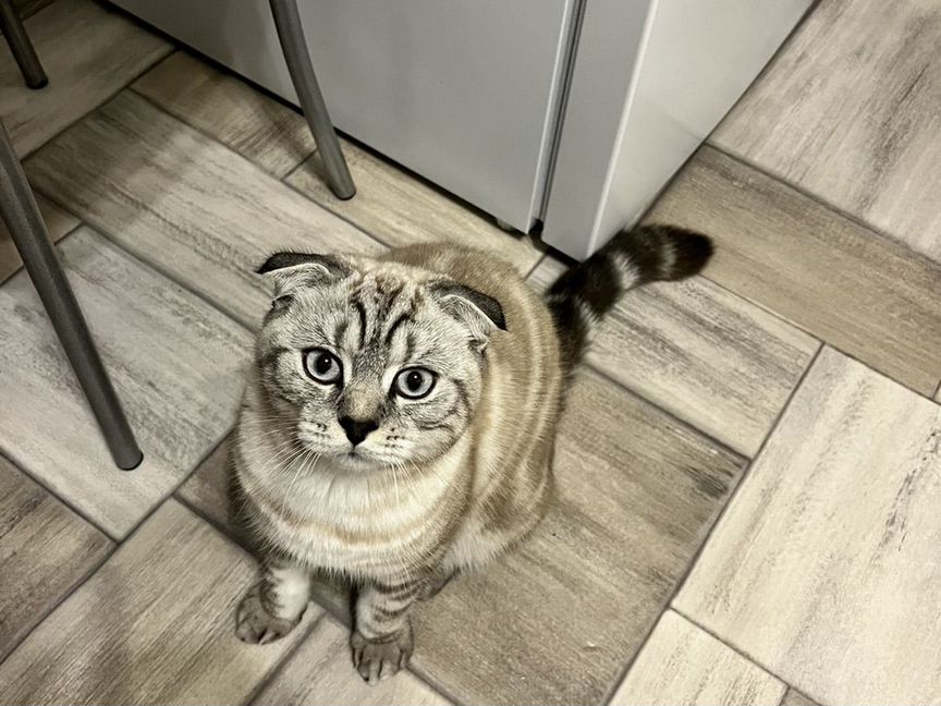 Шотландский кот на вязку