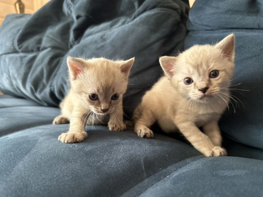 Тайсике котята