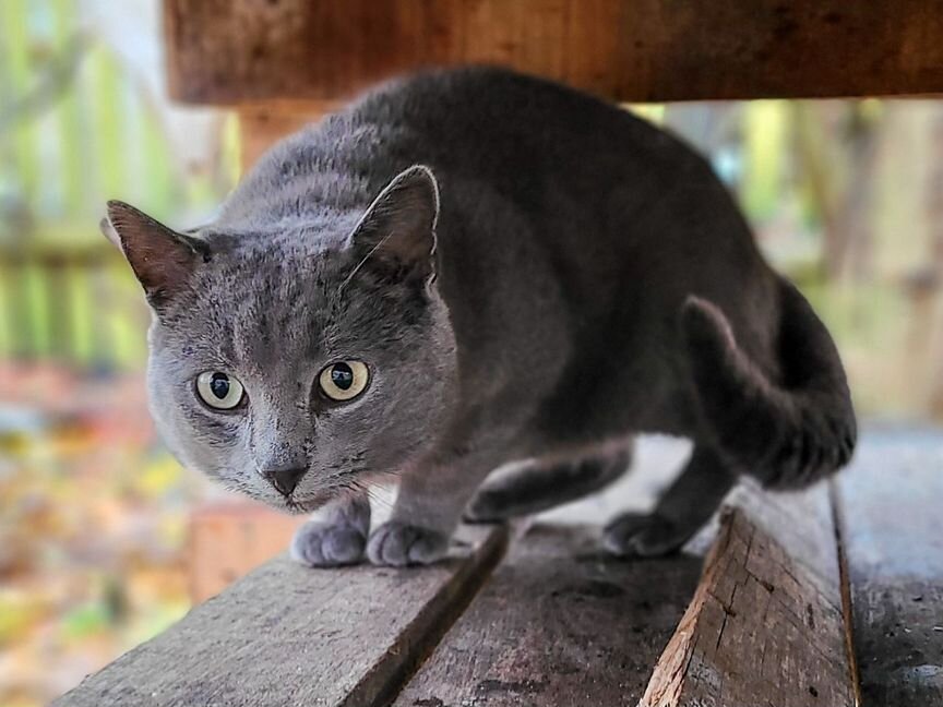 Котята отдам бесплатно