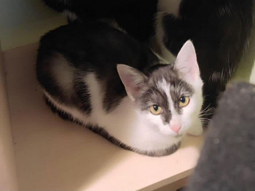 Котёнок, малышка Ника ищет семью