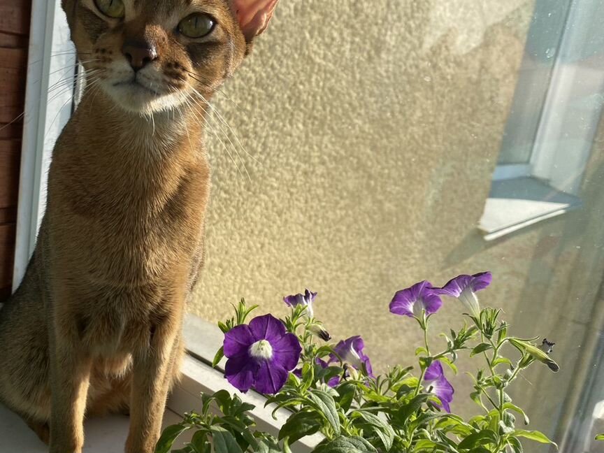 Абиссинская кошка