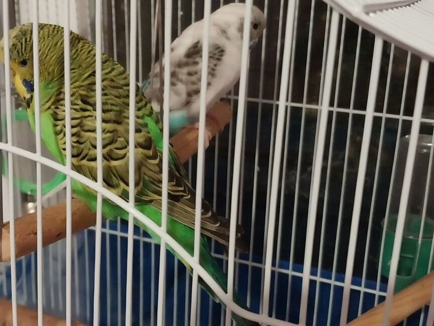 Отдам бесплатно