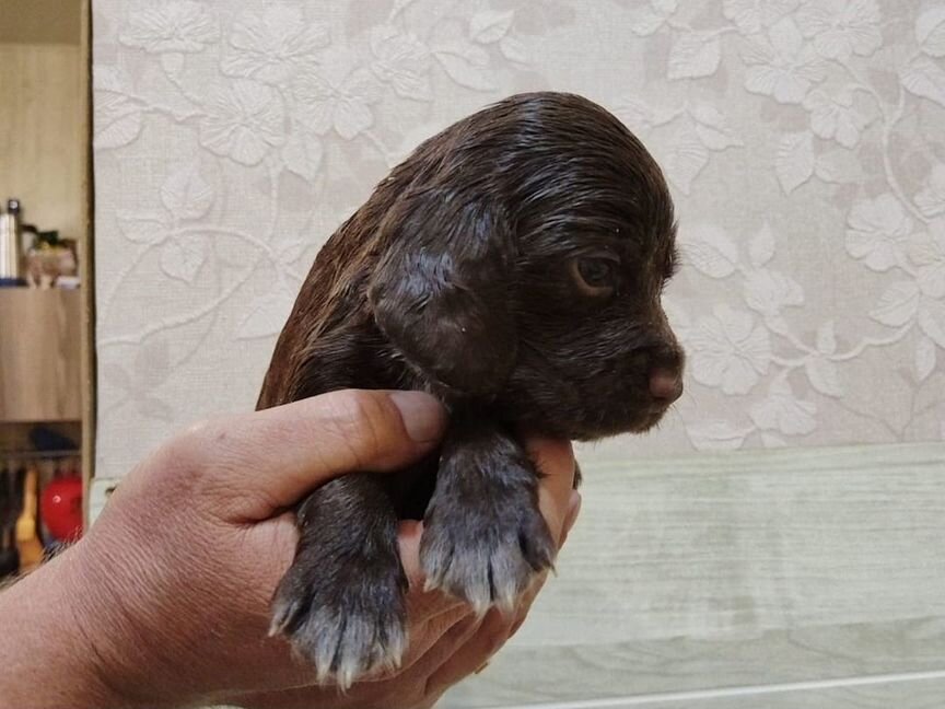 Продается русский спаниель