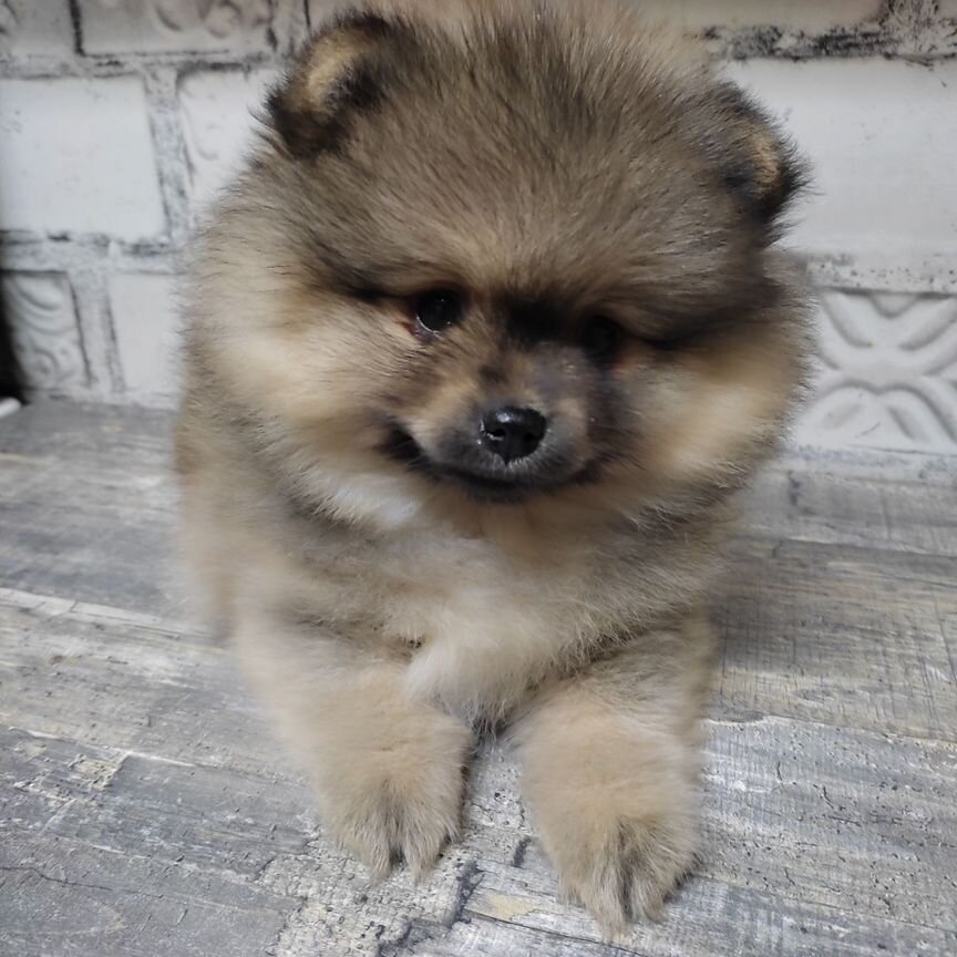 Померанский шпиц девочки