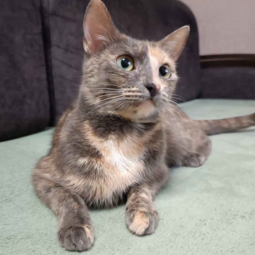 Молодая кошечка в добрые ручки