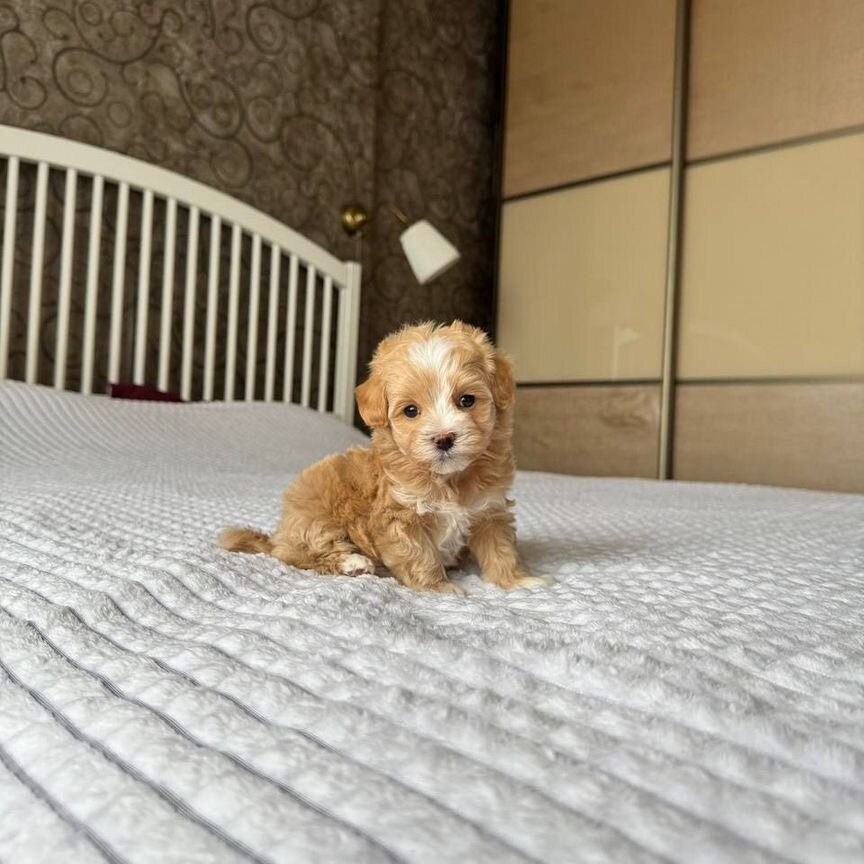 Мальтипу, щенок