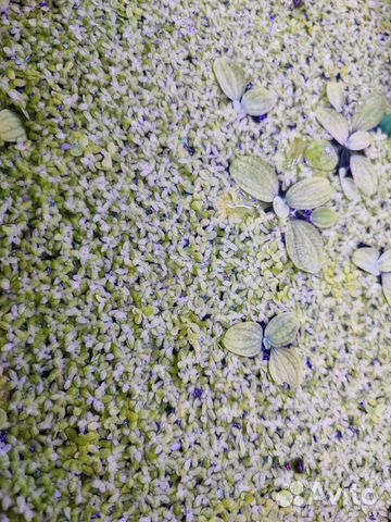 Ряска, пистия