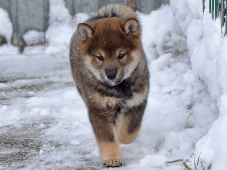 Шиба(сиба) девочка сезам