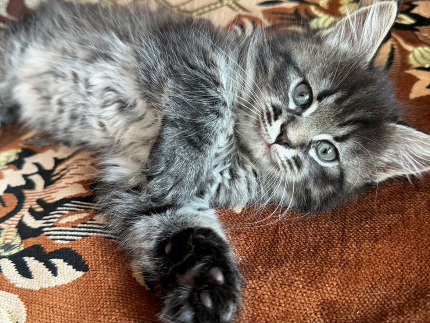 Котята в добрые руки бесплатно