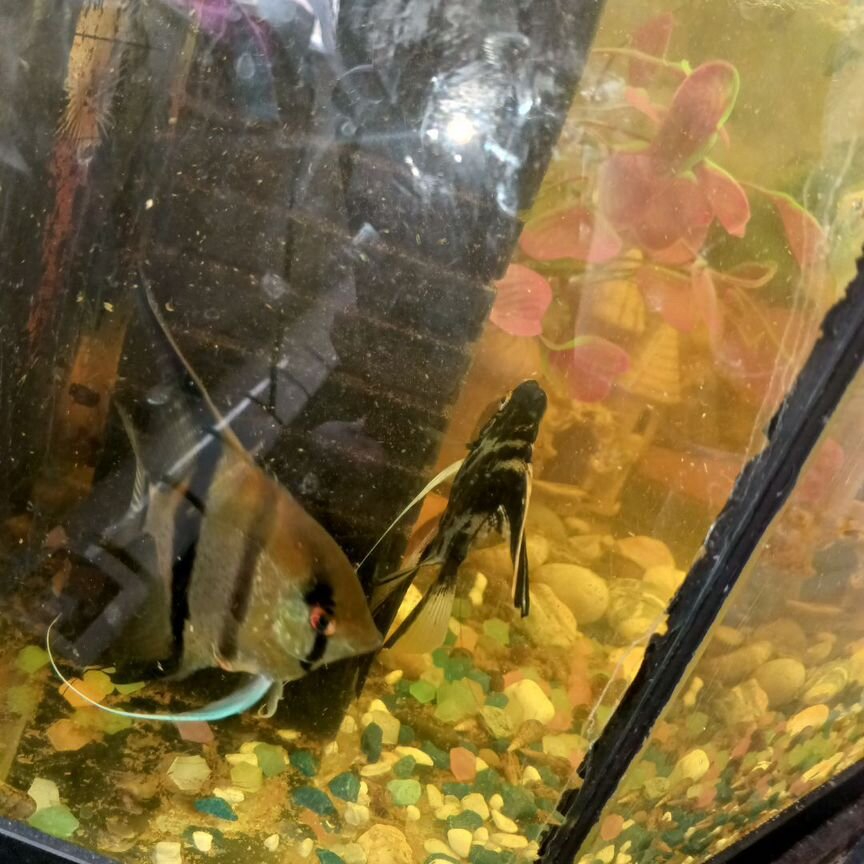 Рыбки скалярии