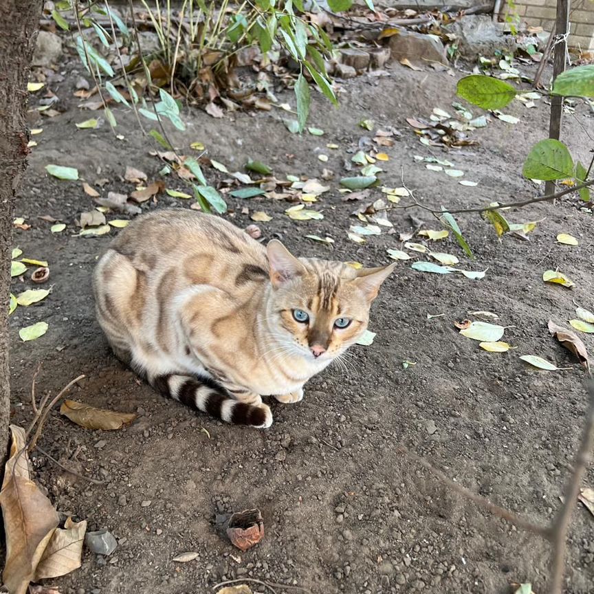 Потерялся кот