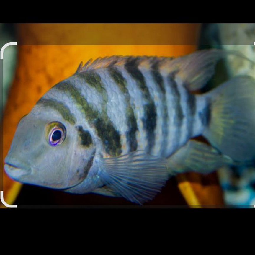 Аквариумные рыбки