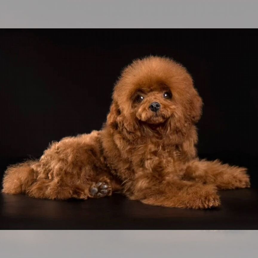 Тикап тедди пудель китай