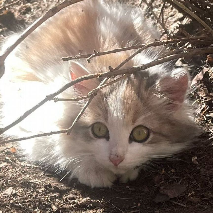 Пристраивается кошечка